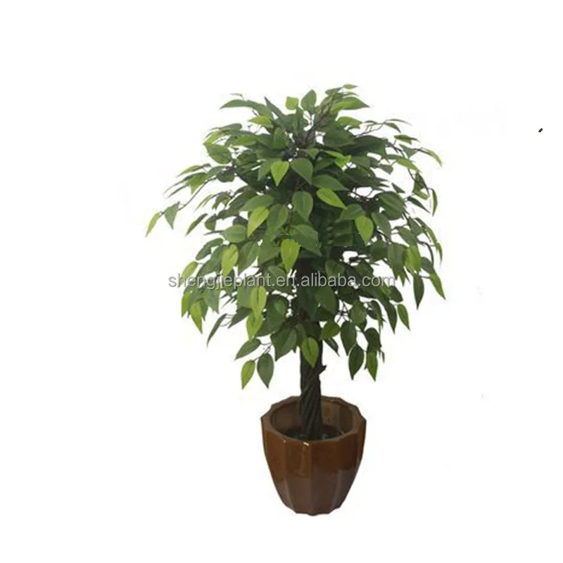 Potted Feng Shui Lucky Tree - Ornamental Boxwood Topiary