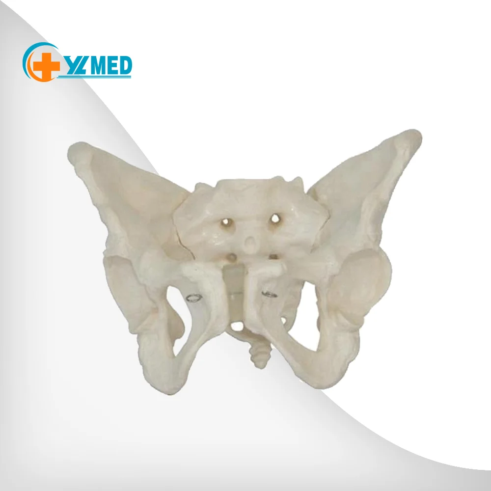 Obstetrics Study Model Life Size Female Pelvis Skeleton Model - Medical ...