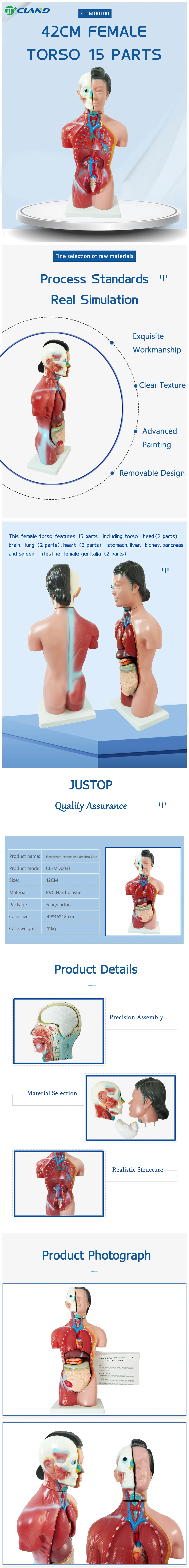 Medical Teaching Training Anatomical Mannequin 42cm Silicone PVC Human ...