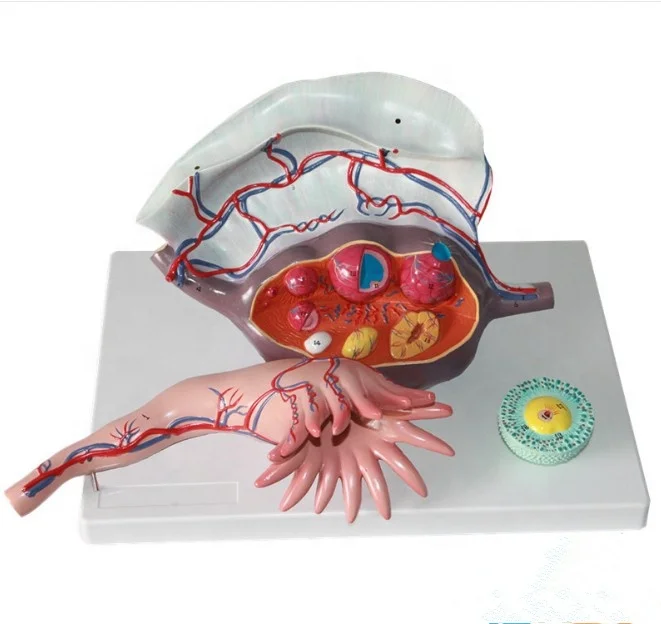 Ovary Model Labeled