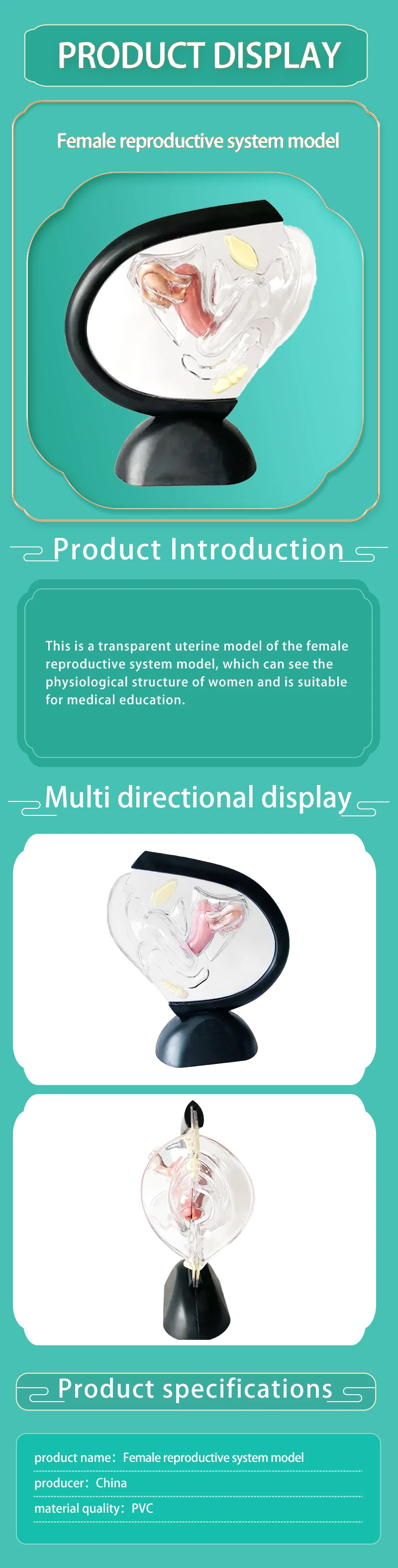 Transparent Uterus Model - Female Reproductive System