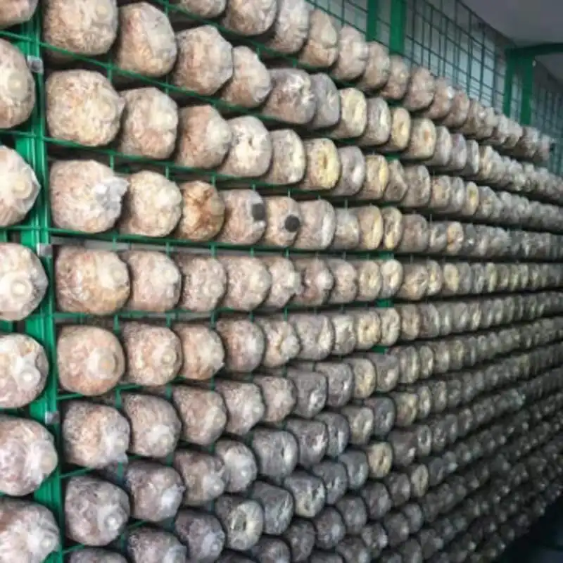 Mushroom Container Growing Equipment Farming Shipping Container Farm ...