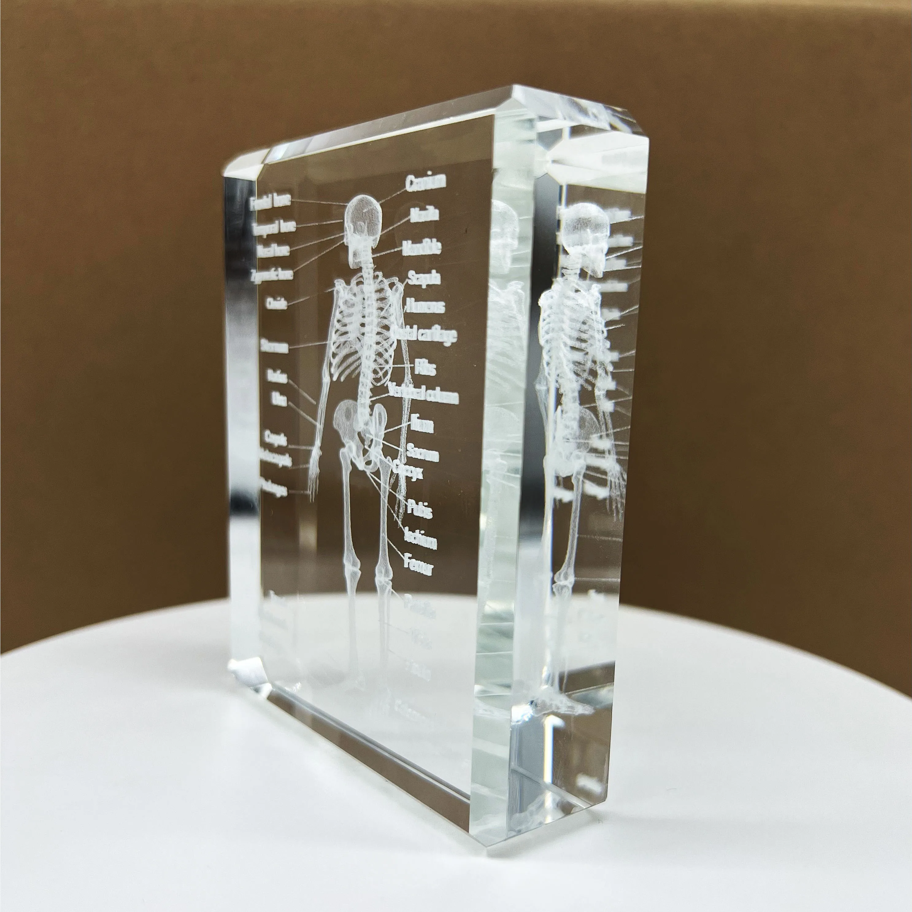 3D Laser Engraved Human Skeleton Model - Educational Gift