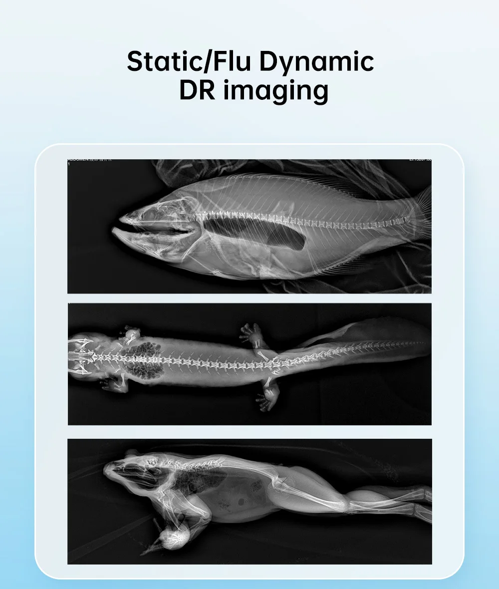 Veterinary CT Scan Machine | Cat & Dog Radiology RD Equipment | Pet CT ...