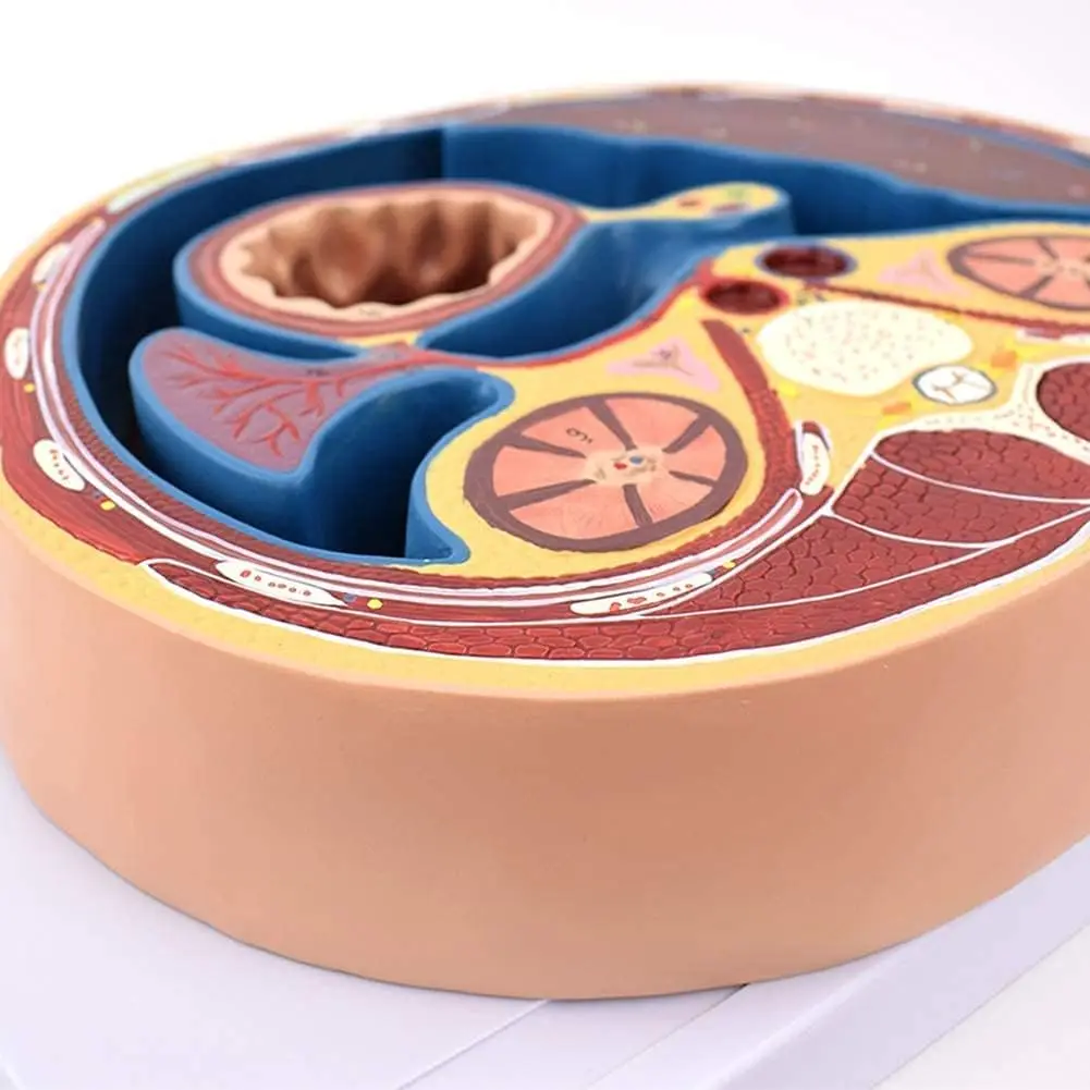 Abdominal Cross Section Anatomy - Medical Teaching Model