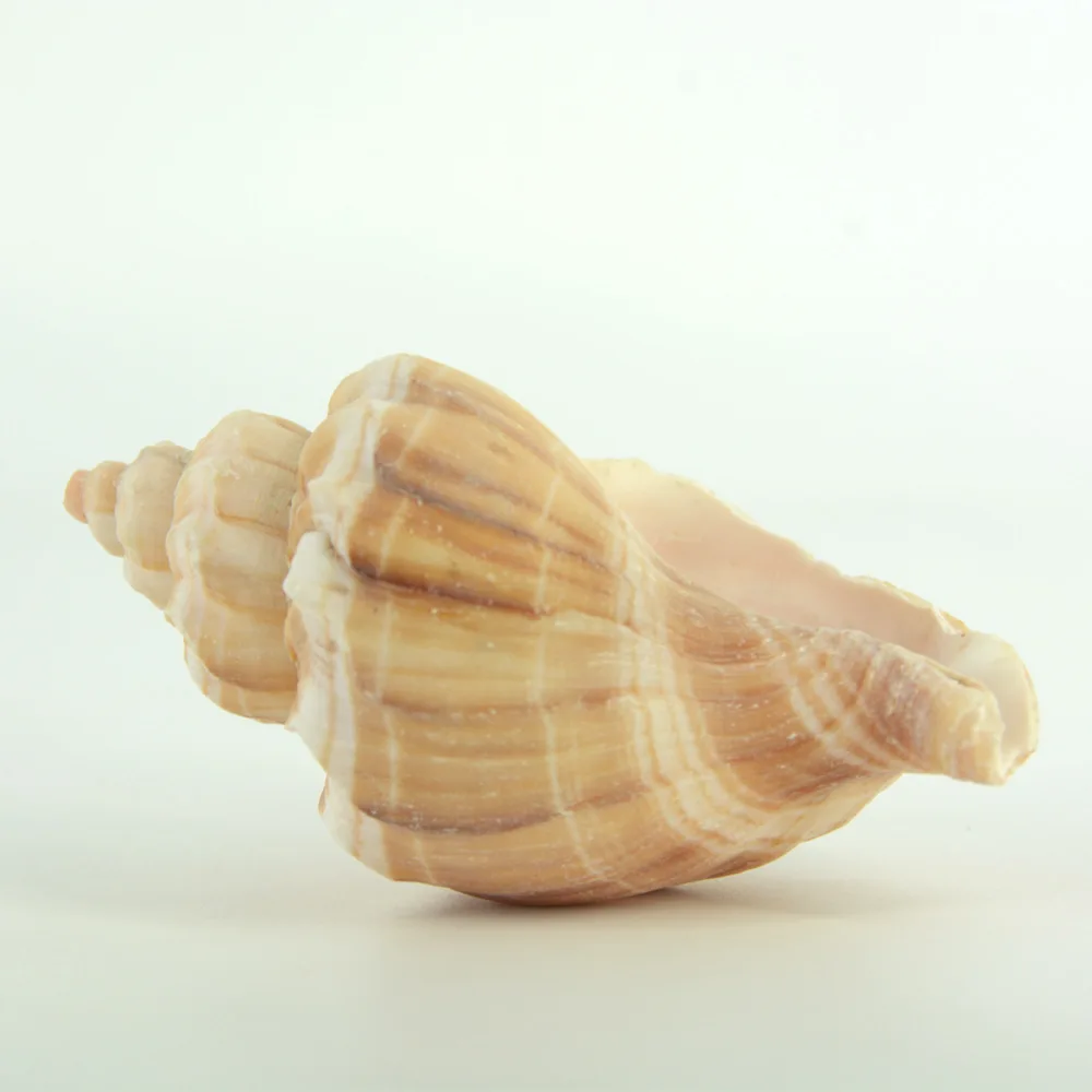 Natural Seashell Conch Shell For Sale Home Decoration And Jewelry ...