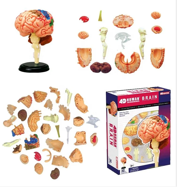 Mini Size 4D Master Brain Model - Anatomical Demonstration