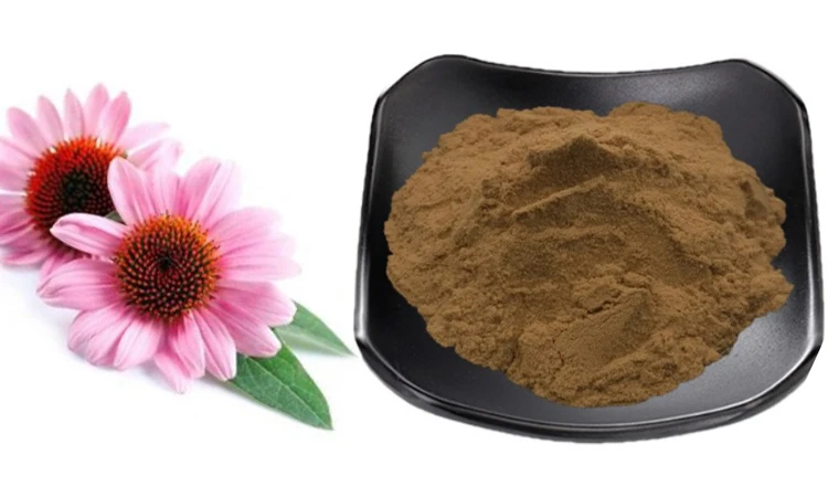 Wholesale Price Polyphenols 4% Cichoric Acid 1% 4% Echinacea Purpurea ...