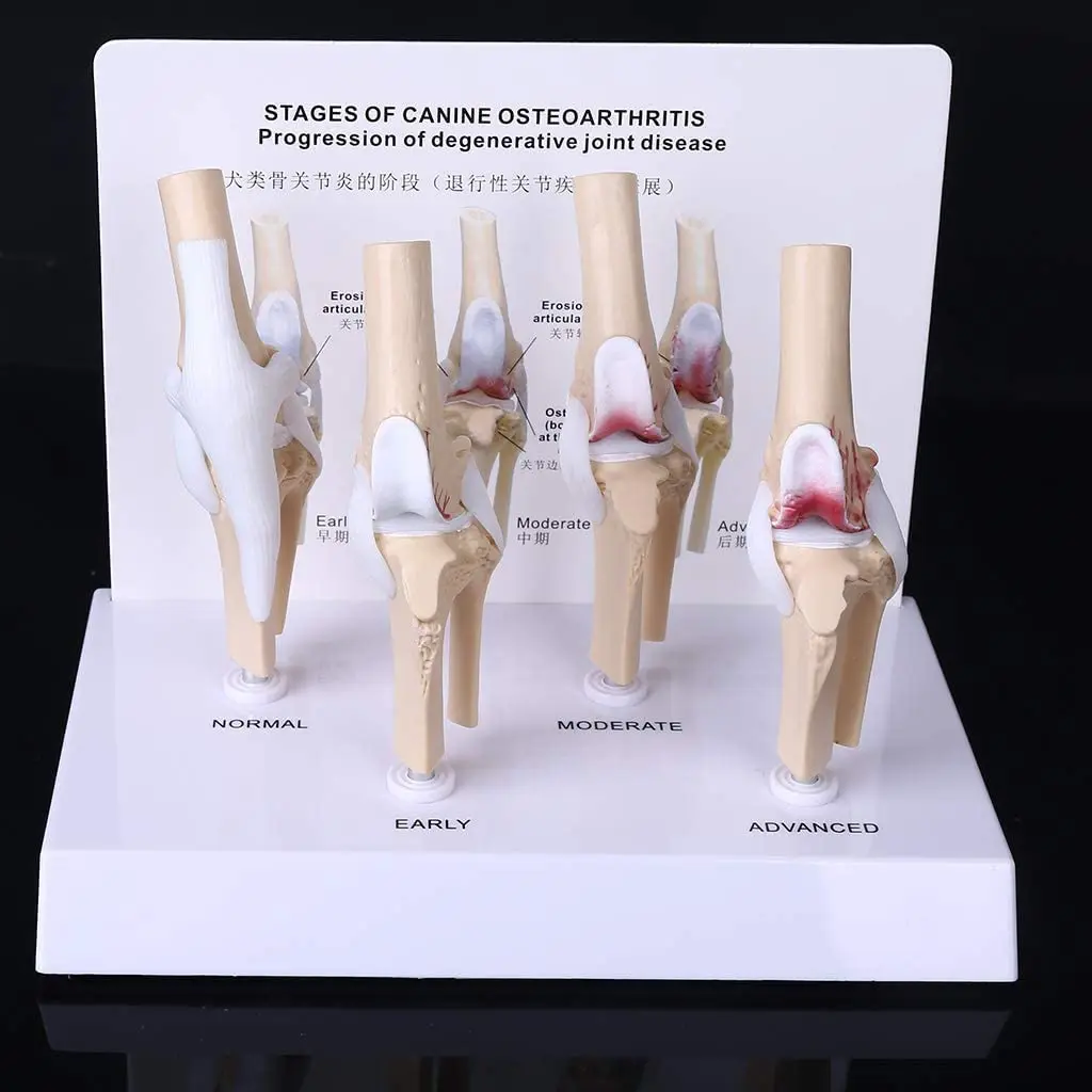 Kyrenmed Canine Stifle Knee Model - 4 Stages of Osteoporosis