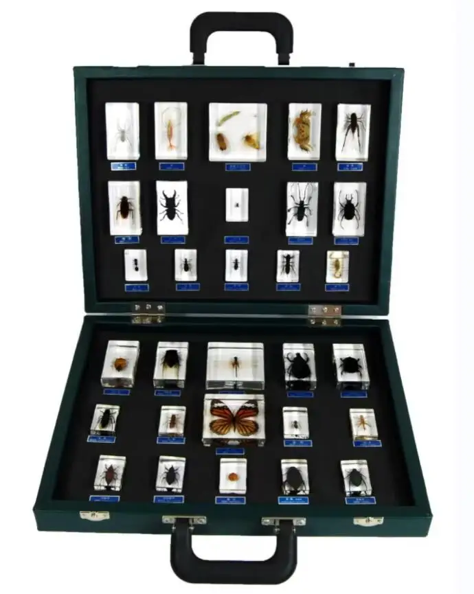 30types Insect Embedded Specimen Resin Taxidermy Collection Paperweight ...
