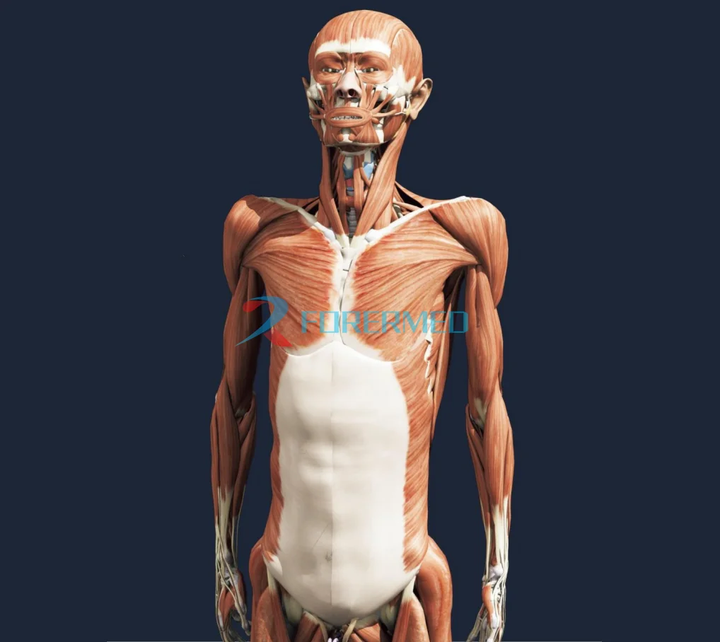Digital Human Anatomy System - School Autopsy Teaching