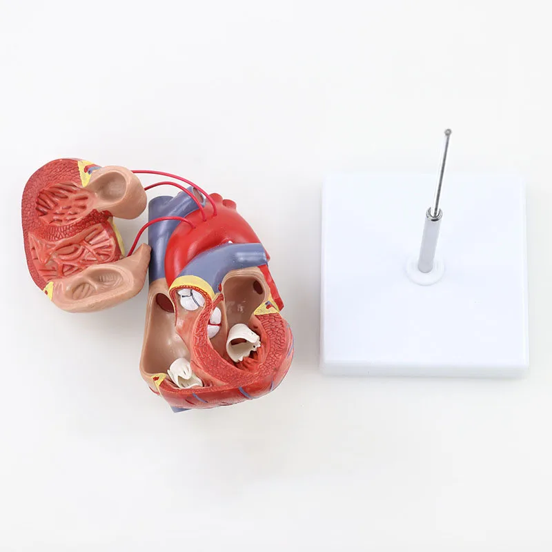Detachable Human Heart Anatomical Model Heart Bypass Surgery Medical ...