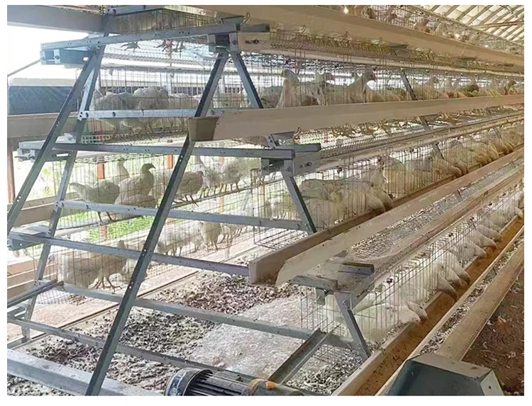 Chickens Cages Layer Hen Farms - Efficient Chicken Farming