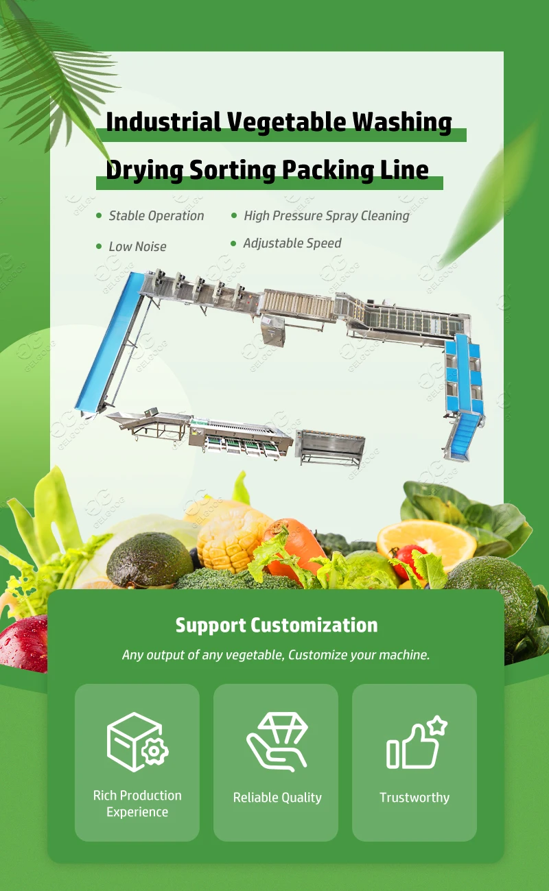 Leafy Vegetable Washing and Sterilizing Production Line Machine Clean ...