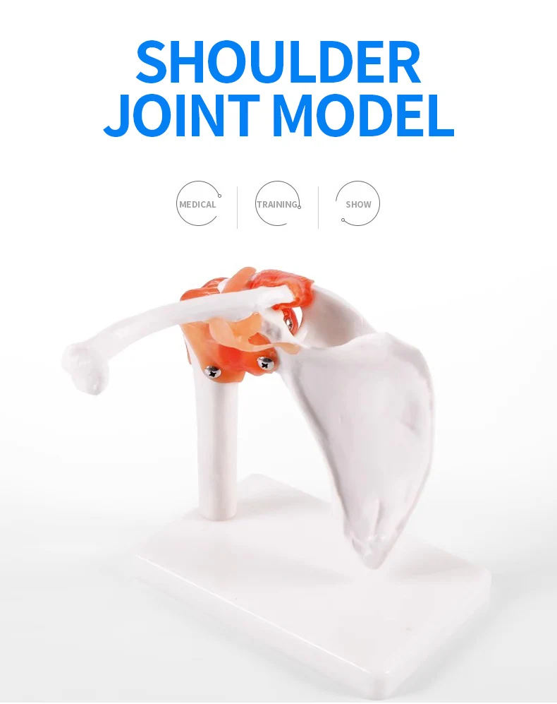 Human Simulation Skeleton Model,Shoulder Joint Model With Ligament ...
