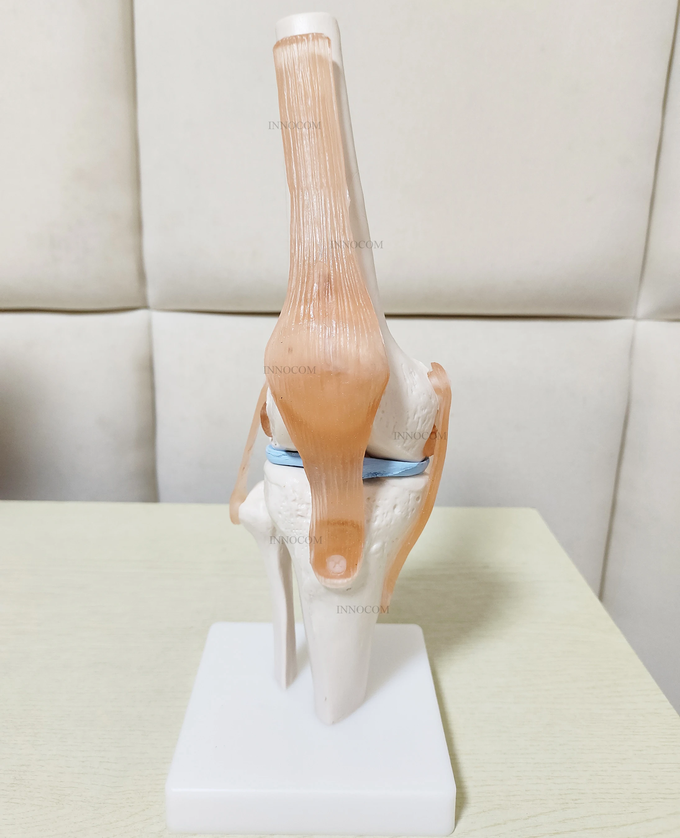 Life-Size PVC Knee Joint Anatomical Model Medical Science Educational ...