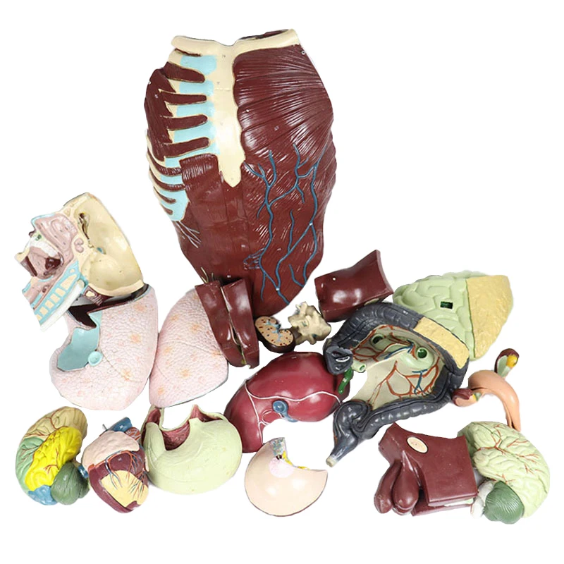 108cm Human Anatomy Model Human Medical Teaching Model Human Visceral ...