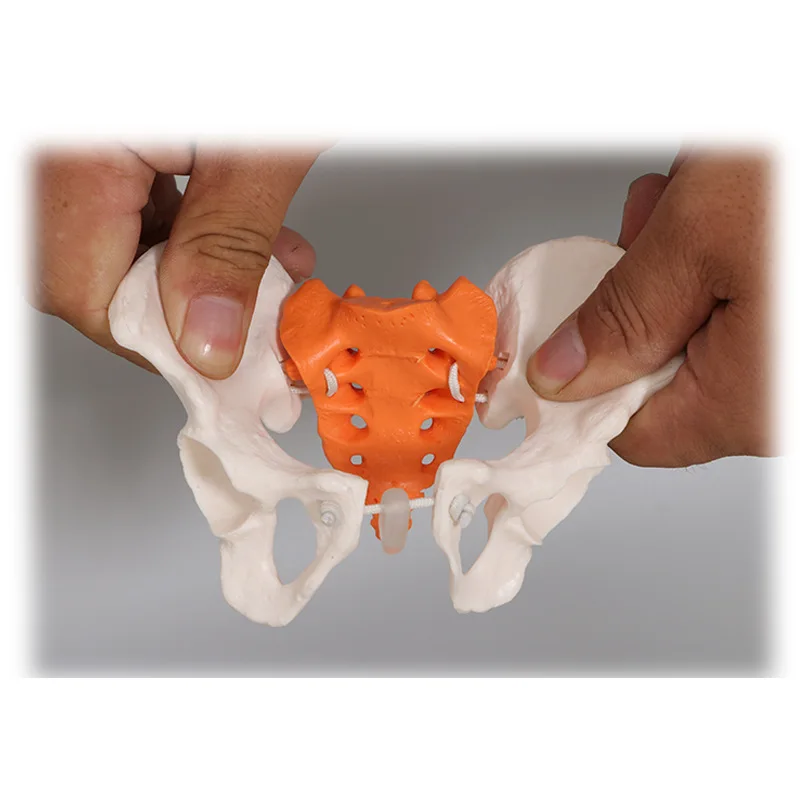 Human Skeletal Anatomical Model with Sacrum and Hip Scalable Mini ...