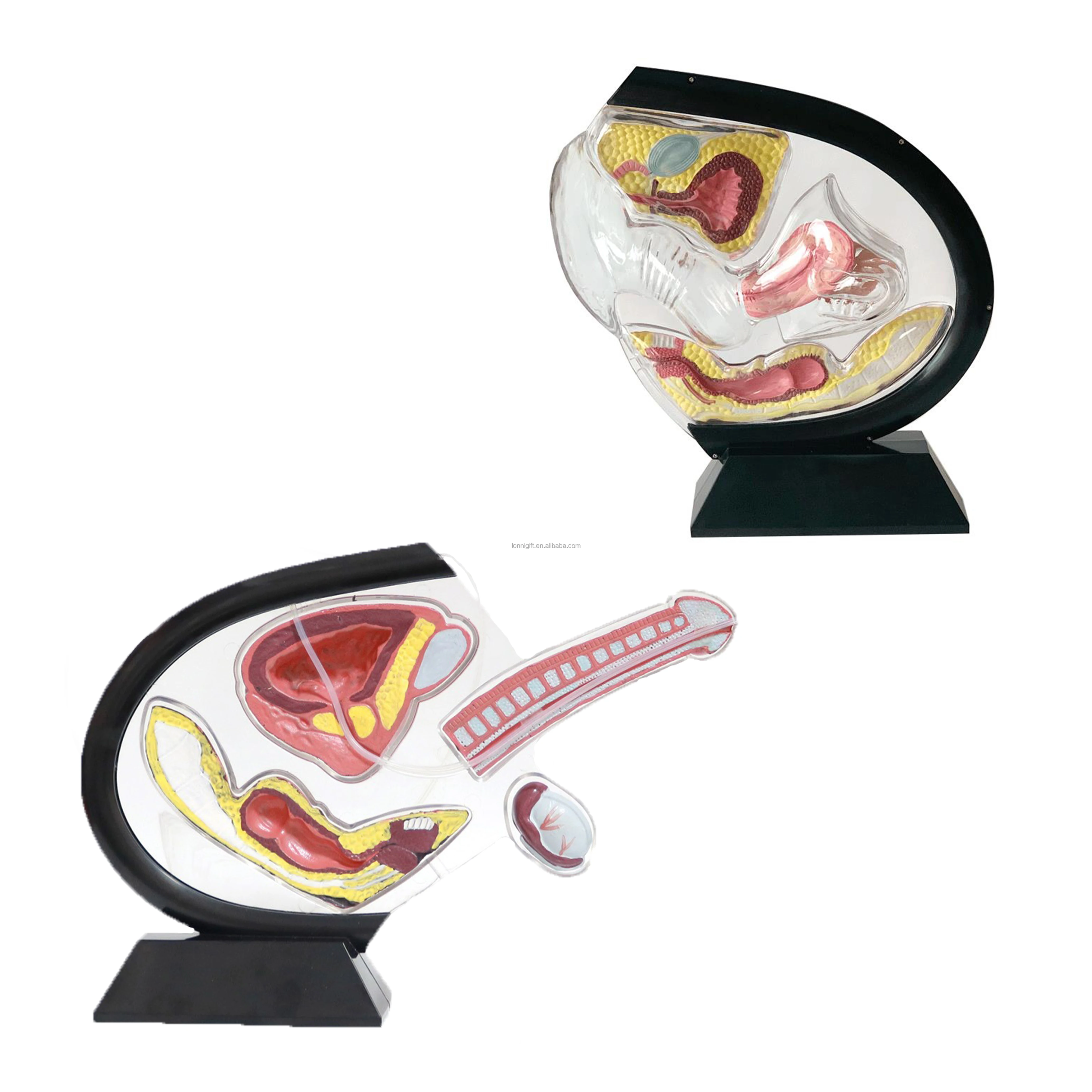 Anatomic Model of Male Penis Cavernous Vesical System