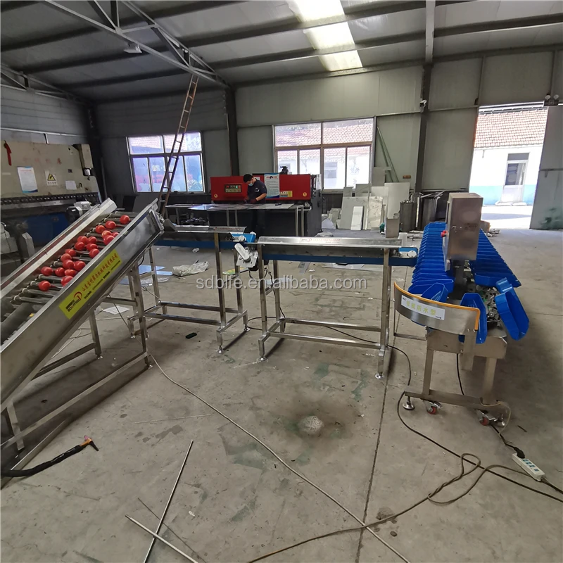 Size Classification Vegetable Selection Machine Sorter Mango Grading ...