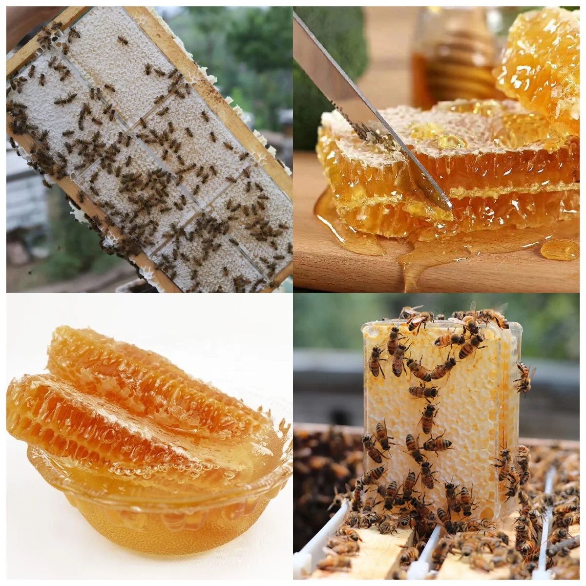 100% Natural Sidr Comb Honey Romb Packed In Plastic Box From Beestar ...