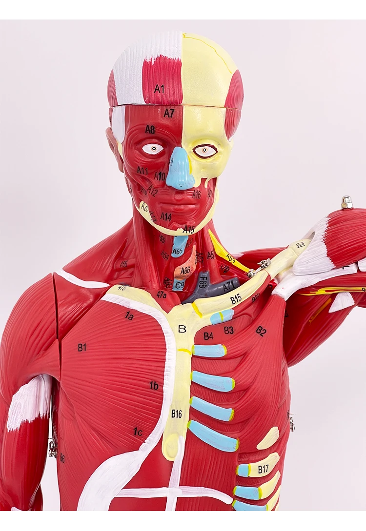 Removable 78cm Medical Muscle Anatomy Model for Educational Use ...