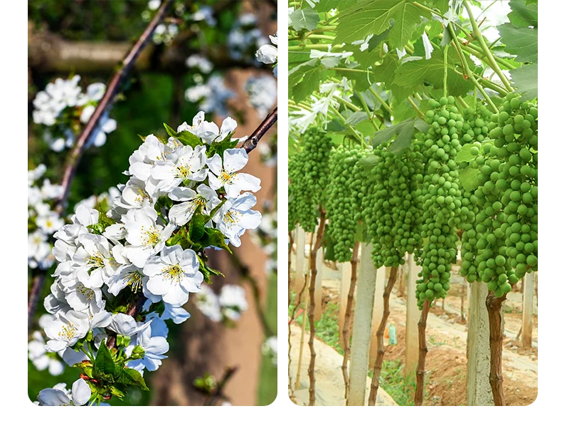 Hydroponic Nutrients - EDTA Zn Cu Microelement Boron Fertilizer