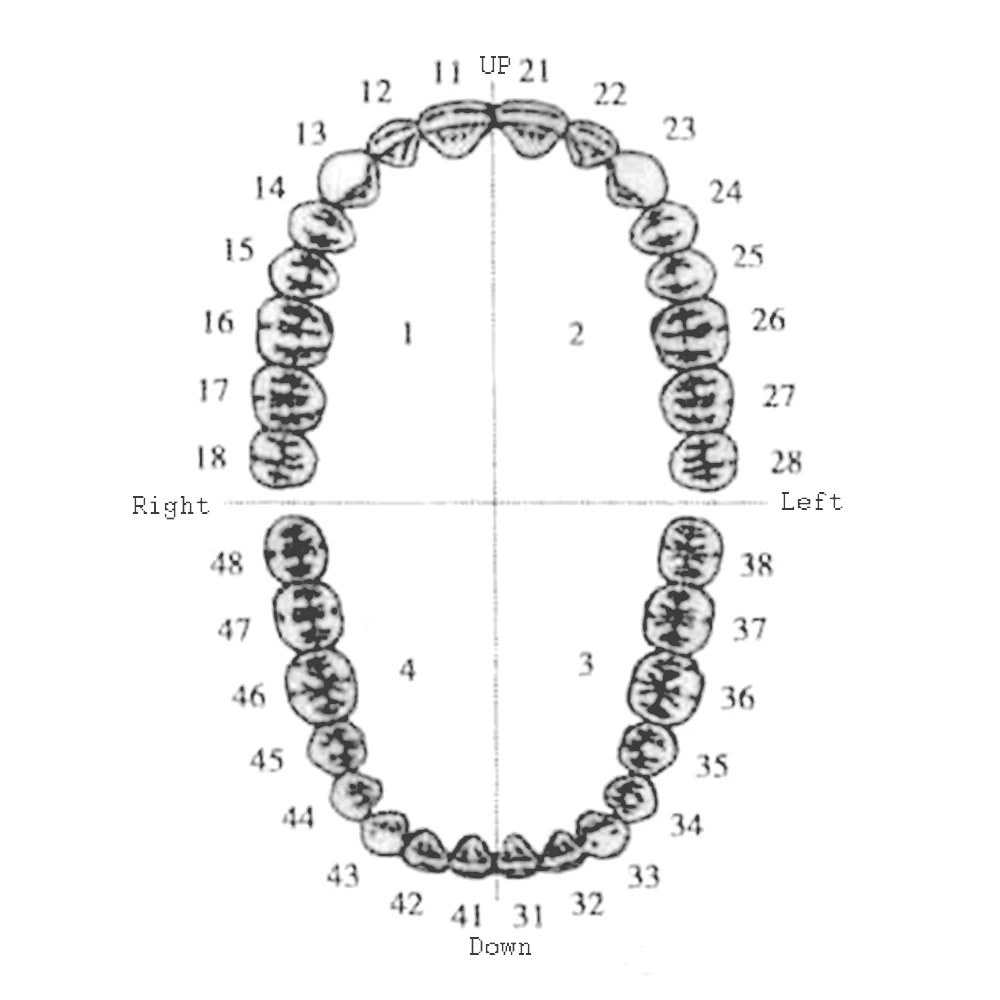 Tipodonto Dental Nissin Phantom Teeth - Root Canal Practice