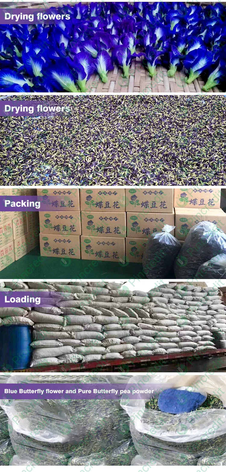 Organic Blue Matcha Butterfly Pea Flower Powder - 450 Mesh