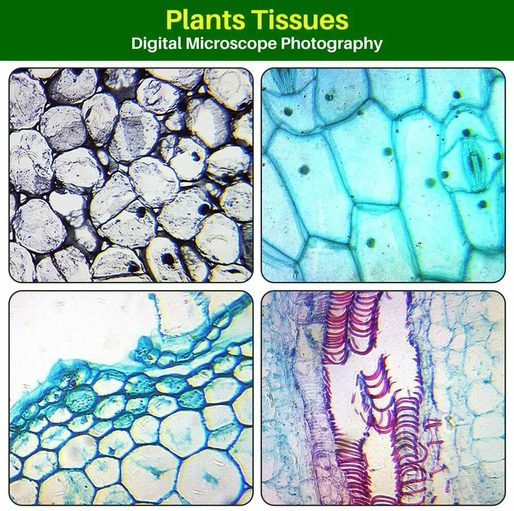 Medical Research Higher Education Biology Teaching Microscope Slides ...