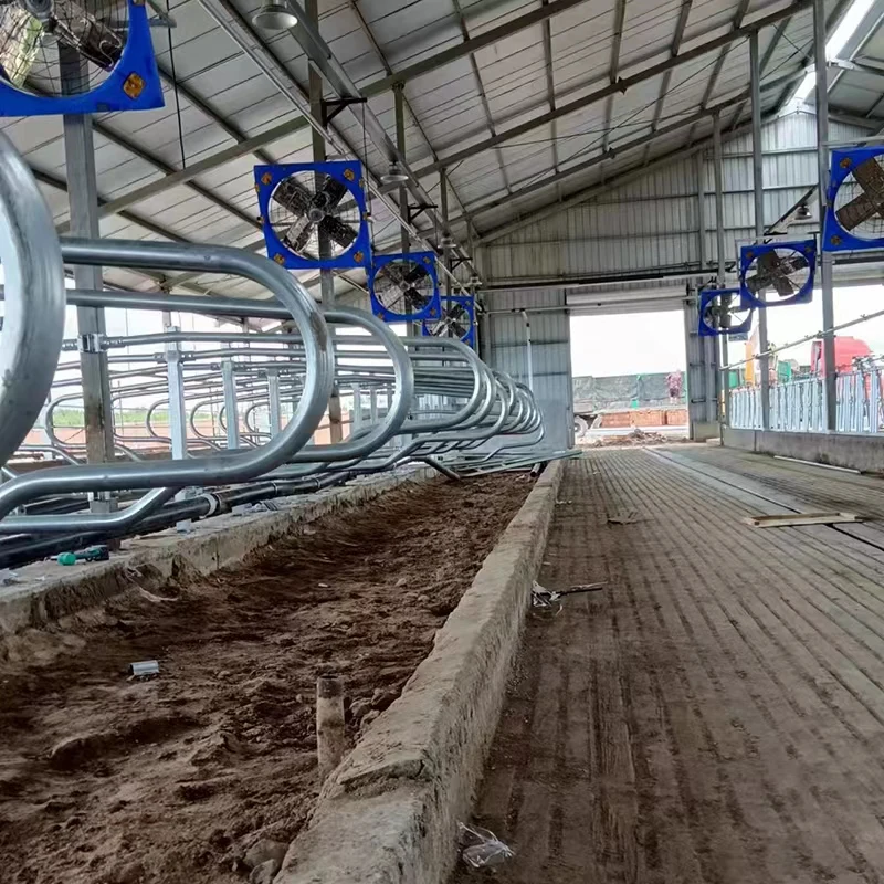 Cattle Headlock Used Cow Headlocks For Cattle Galvanized Cattle ...