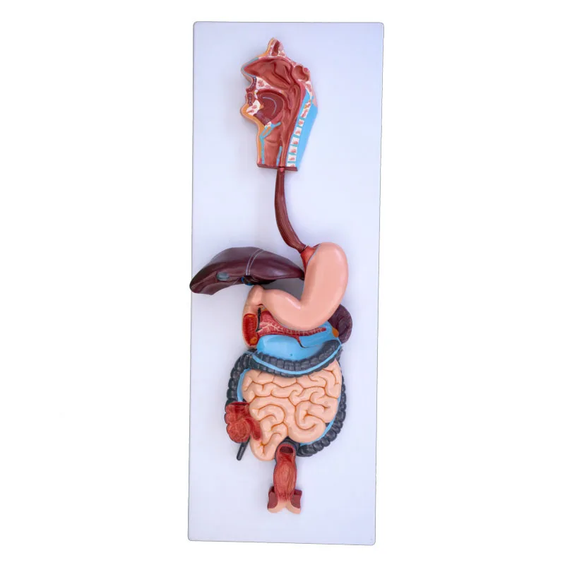 Medical Anatomical Model - Detailed Human Digestive System