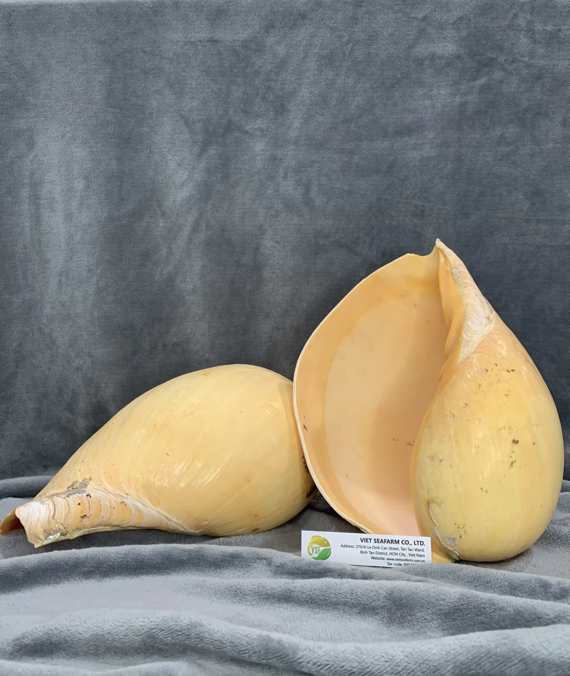 [2022] Hot Hot! Indian Volute Shell/bailer Shell High Quality ...