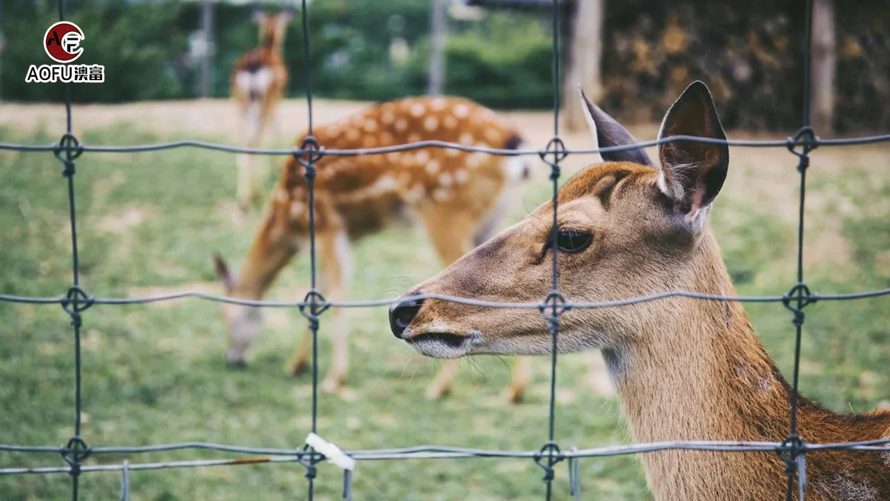 Heavy Duty Woven Wire Field Game Fence/ Galvanized Sheep Farm Fence ...