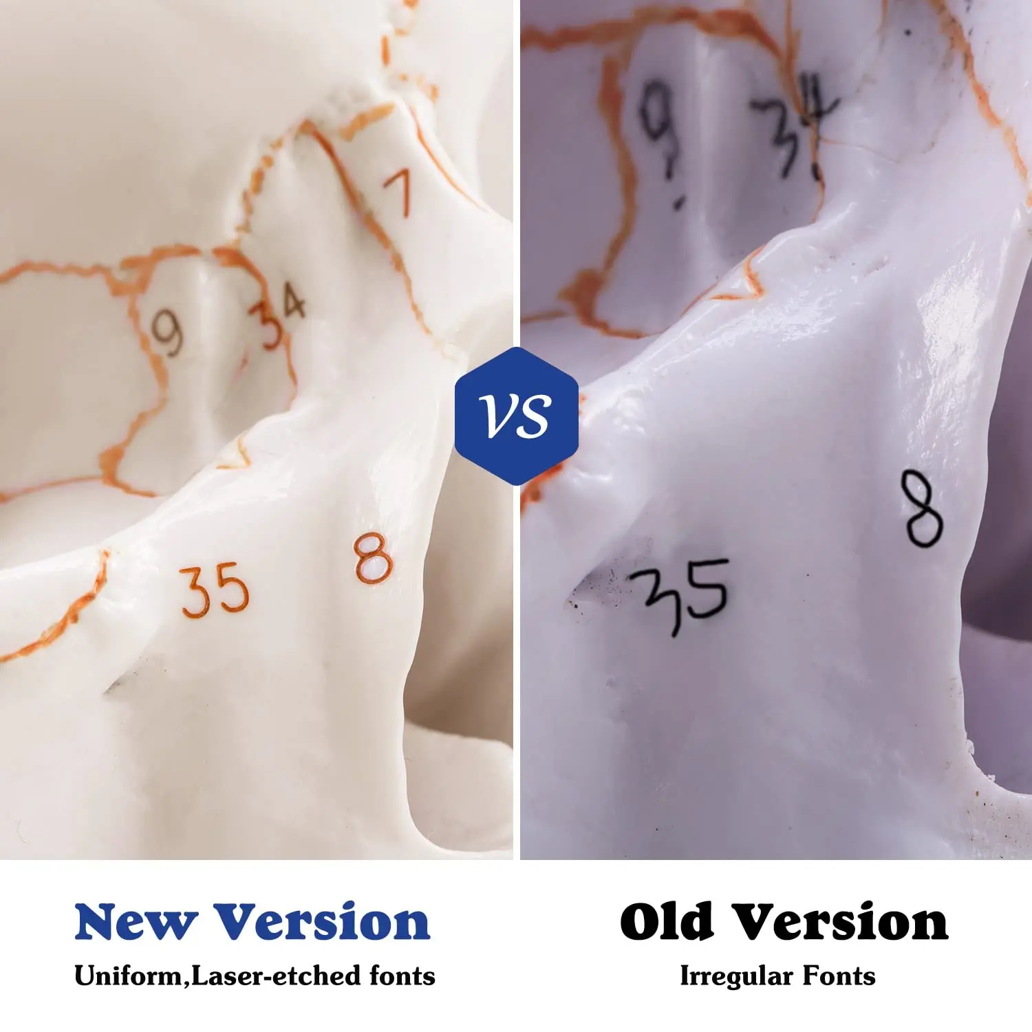 Life Size 3-Parts Numbered Skull Model - Yulin Medical Science