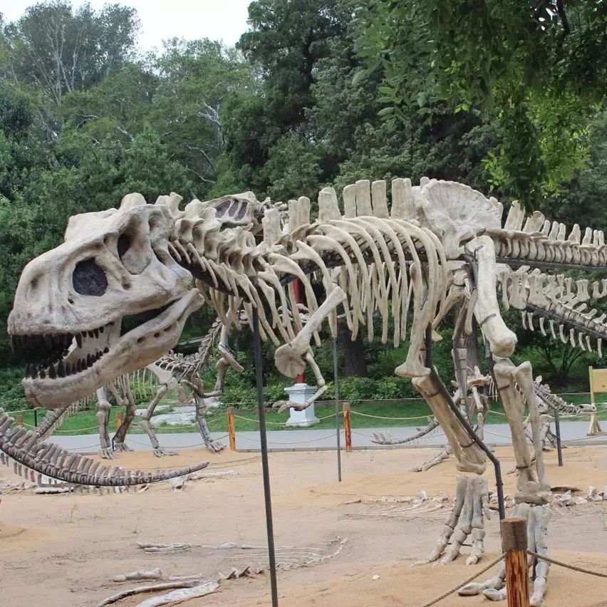 Factory Customized Realistic Fossil Exhibition Dinosaur Bone - Buy ...