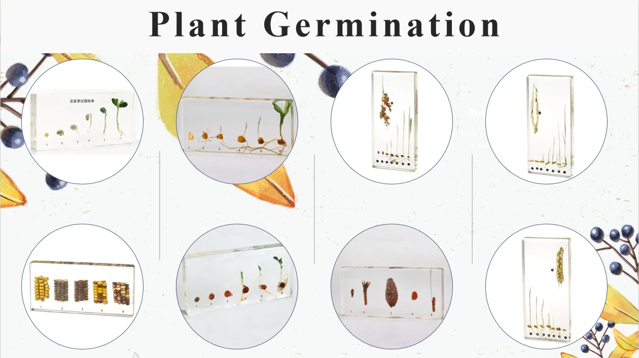 Life Cycle Of Pine Resin Specimen Plant Paperweight Taxidermy ...