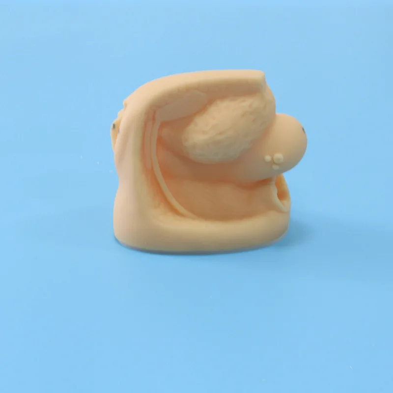 Kyrenmed Female Genital Organs & Urethral Catheterization Model