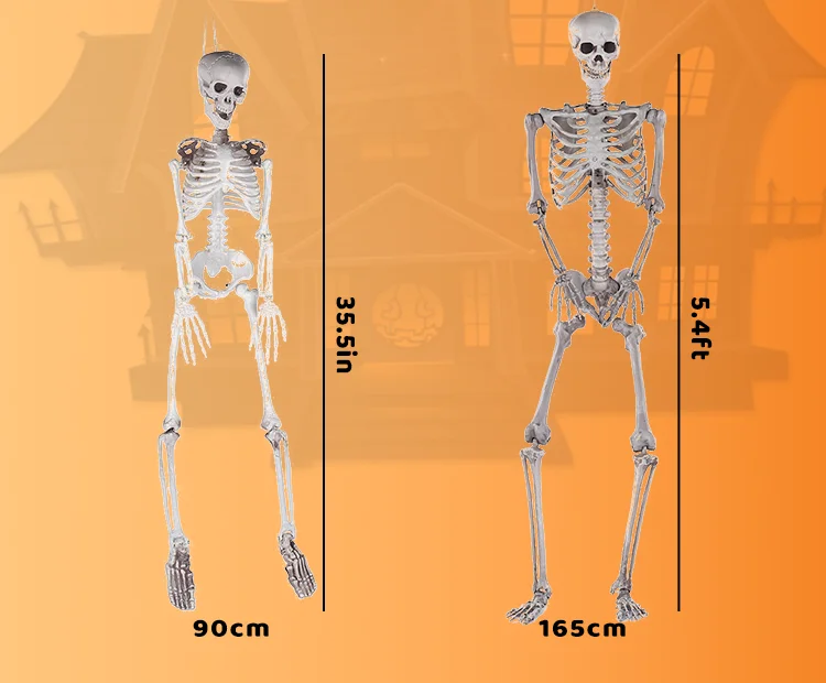 Life Size Halloween Skeleton - Realistic & Adjustable Joints