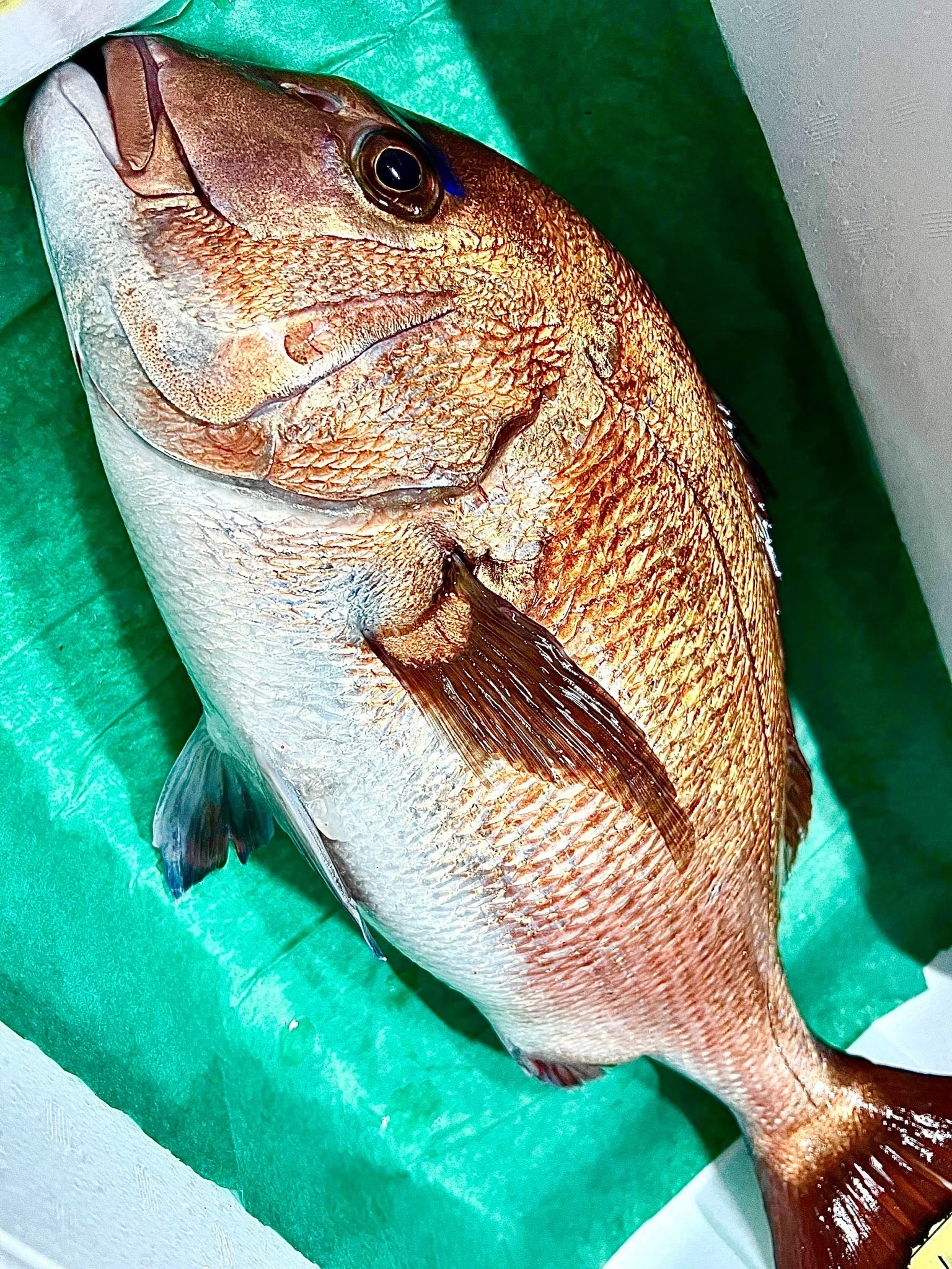 Japanese Red Sea Bream (farmed) - Buy Japanese Red Sea Bream (farmed ...