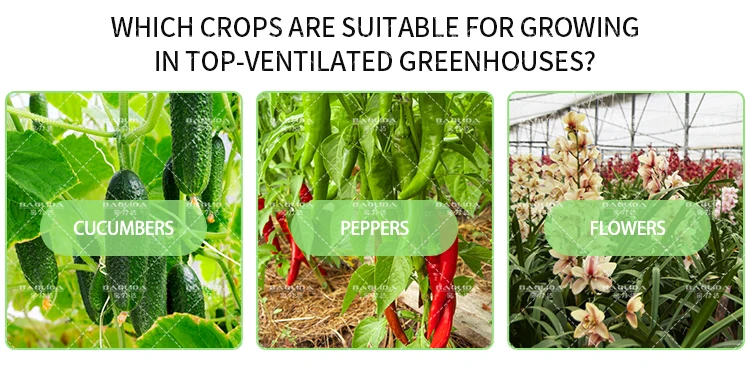 Sawtooth Greenhouse - Efficient Plant House Arch Pipes