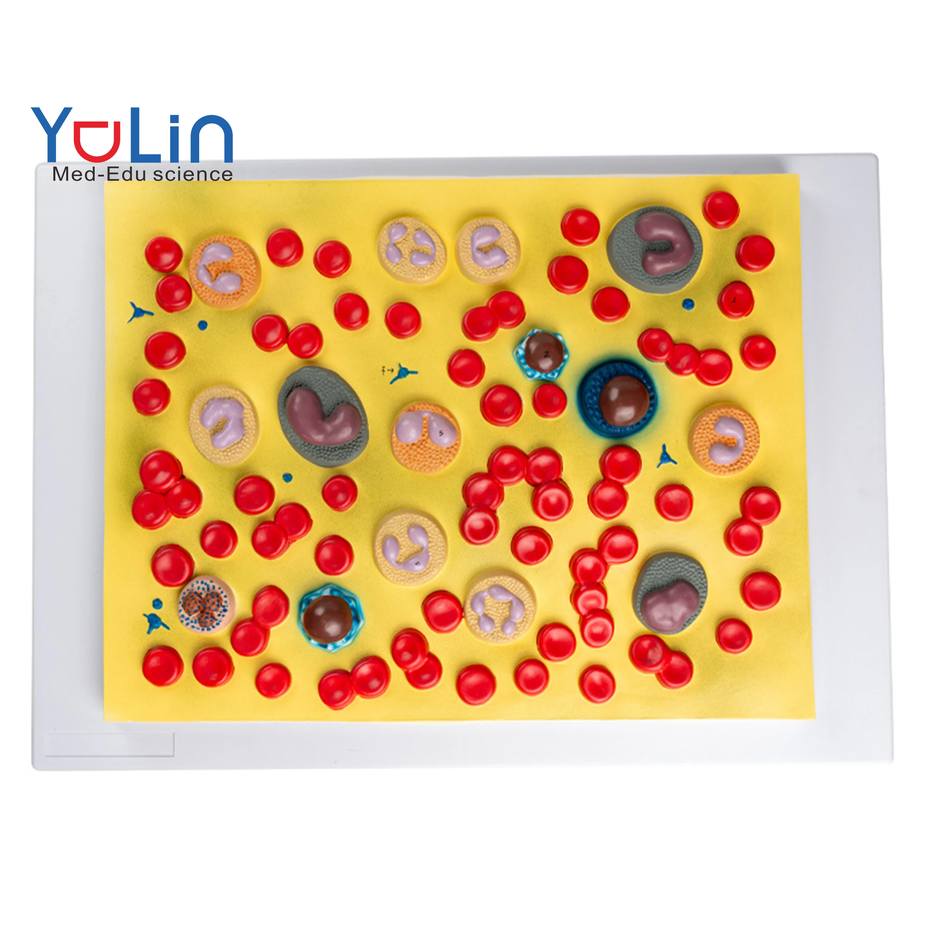 Blood Cell Teaching Model Circulatory System Teaching Model Human Blood ...