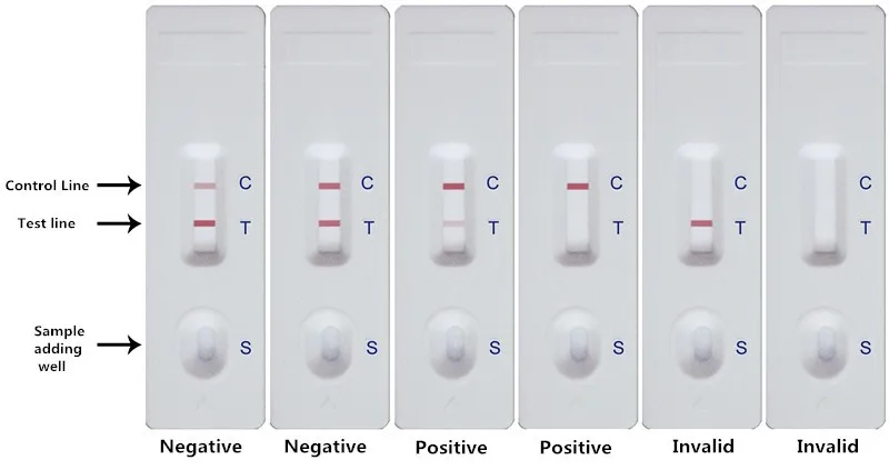 LSY-20078 Ochratoxin A Rapid Test Strip Kit for Grain Feed Mycotoxins ...