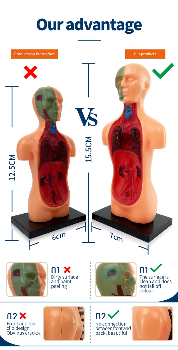 Wholesale Upper Body Organs Anatomy Model for Science Learning