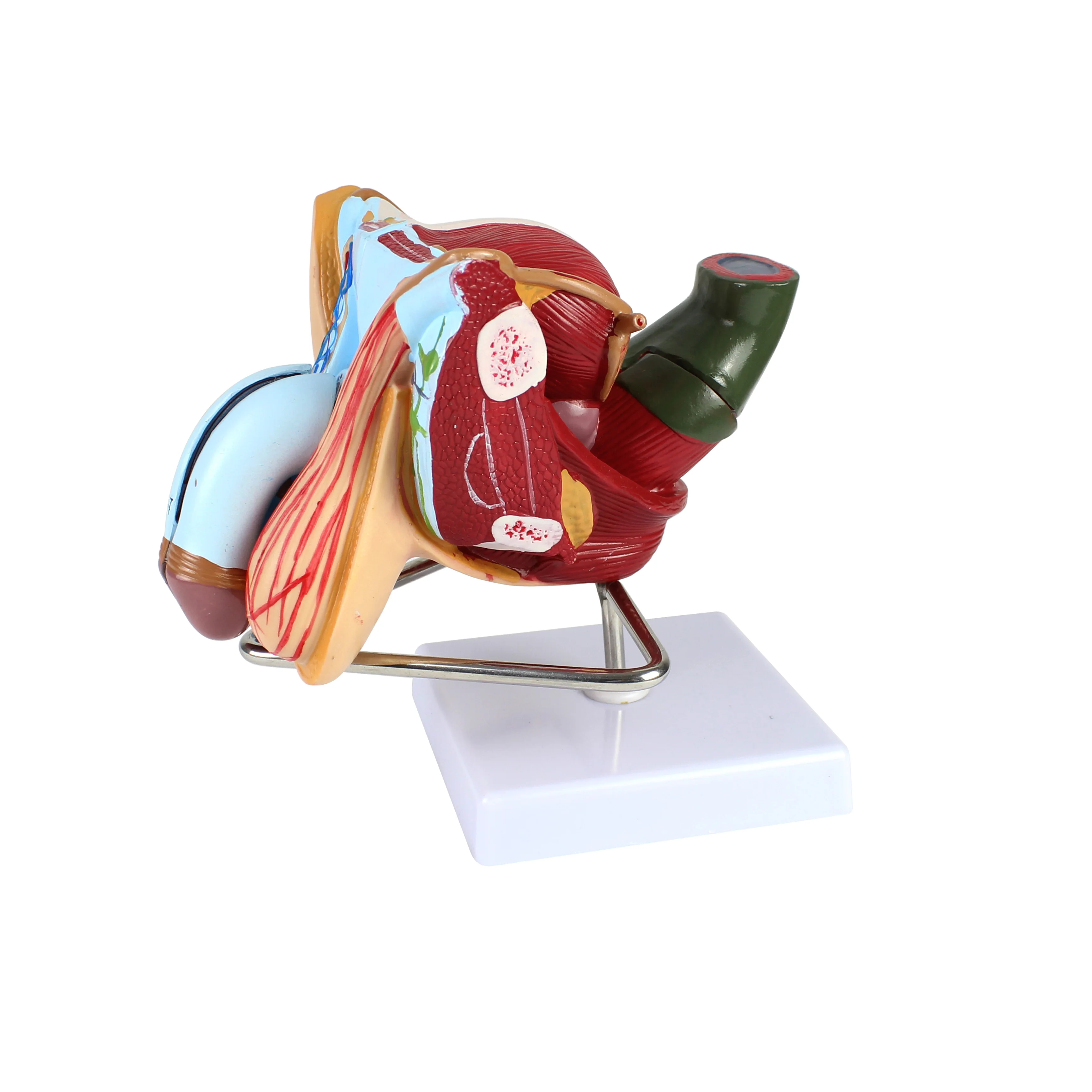 Male Genital Anatomy Model Bladder Slice Testis Model,Internal And ...