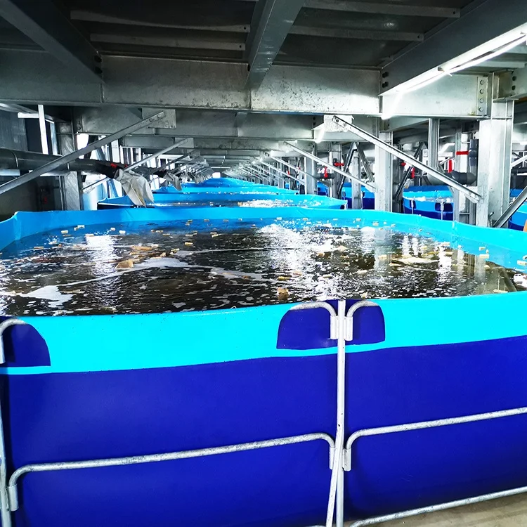 Hot Selling Cheap 5000l Pvc Tilapia Grouper Fish Breeding Pisciculture ...