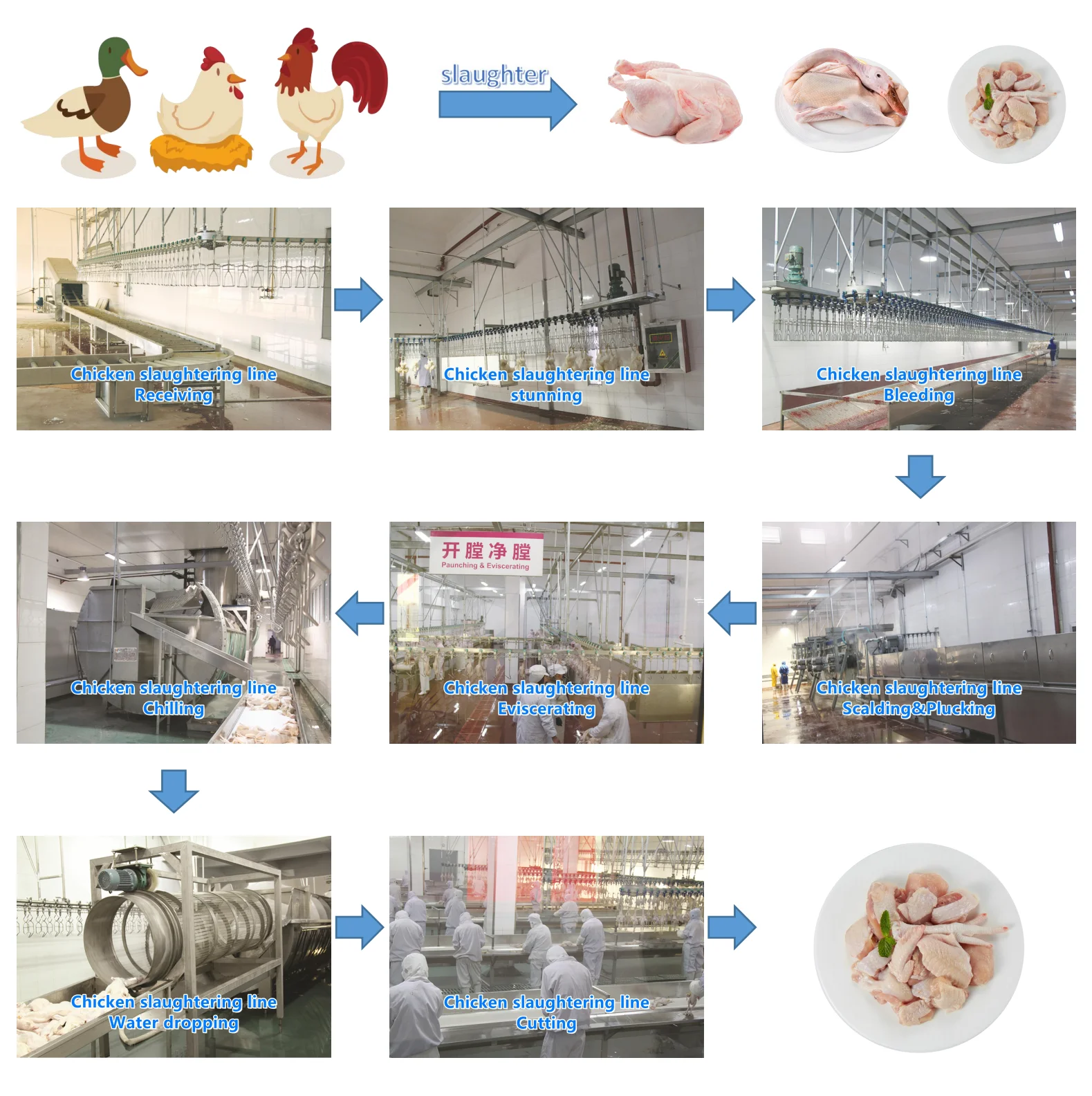 Ce High Quality Chicken Plucking Machine/halal Poultry Slaughter Line ...