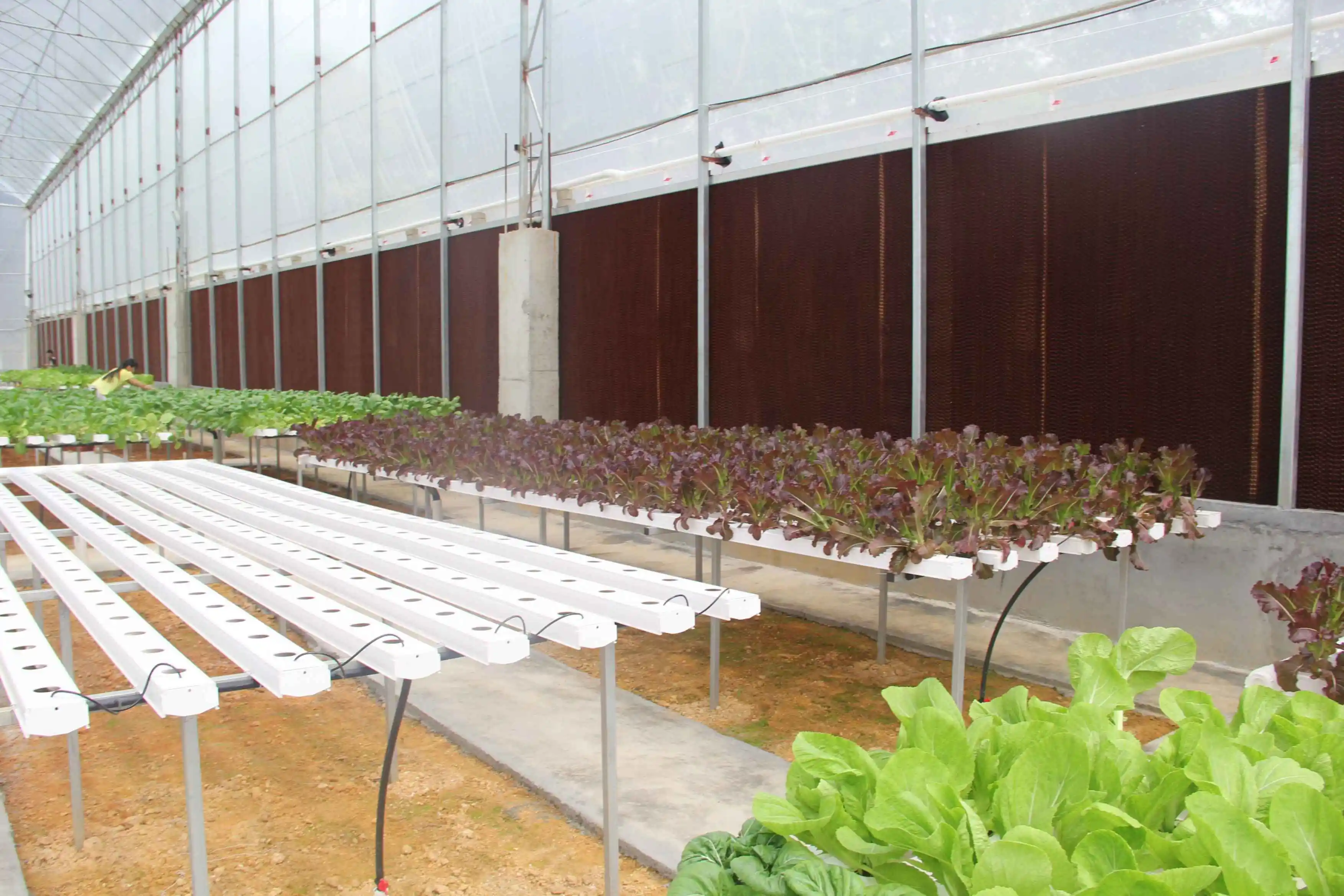 Home Hydroponics Nft Gully Professional Nft System Lettuce Growing Pvc ...