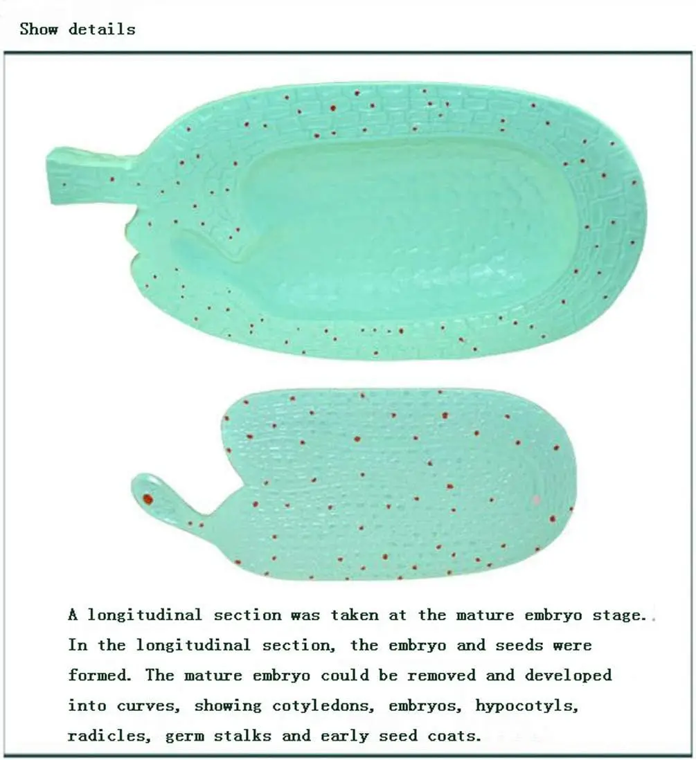 Professional Educational Model Amaranth Embryo Development Model Plant ...