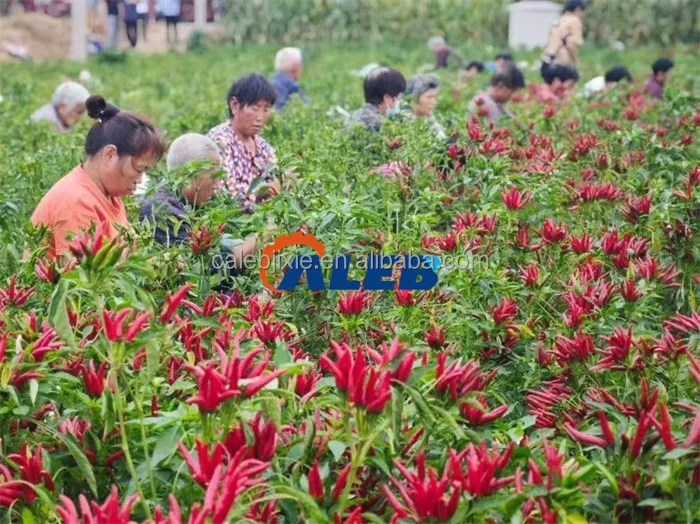 Easy to Operate Chilli Agricultural Harvester Capsicum Gatherer Crop ...